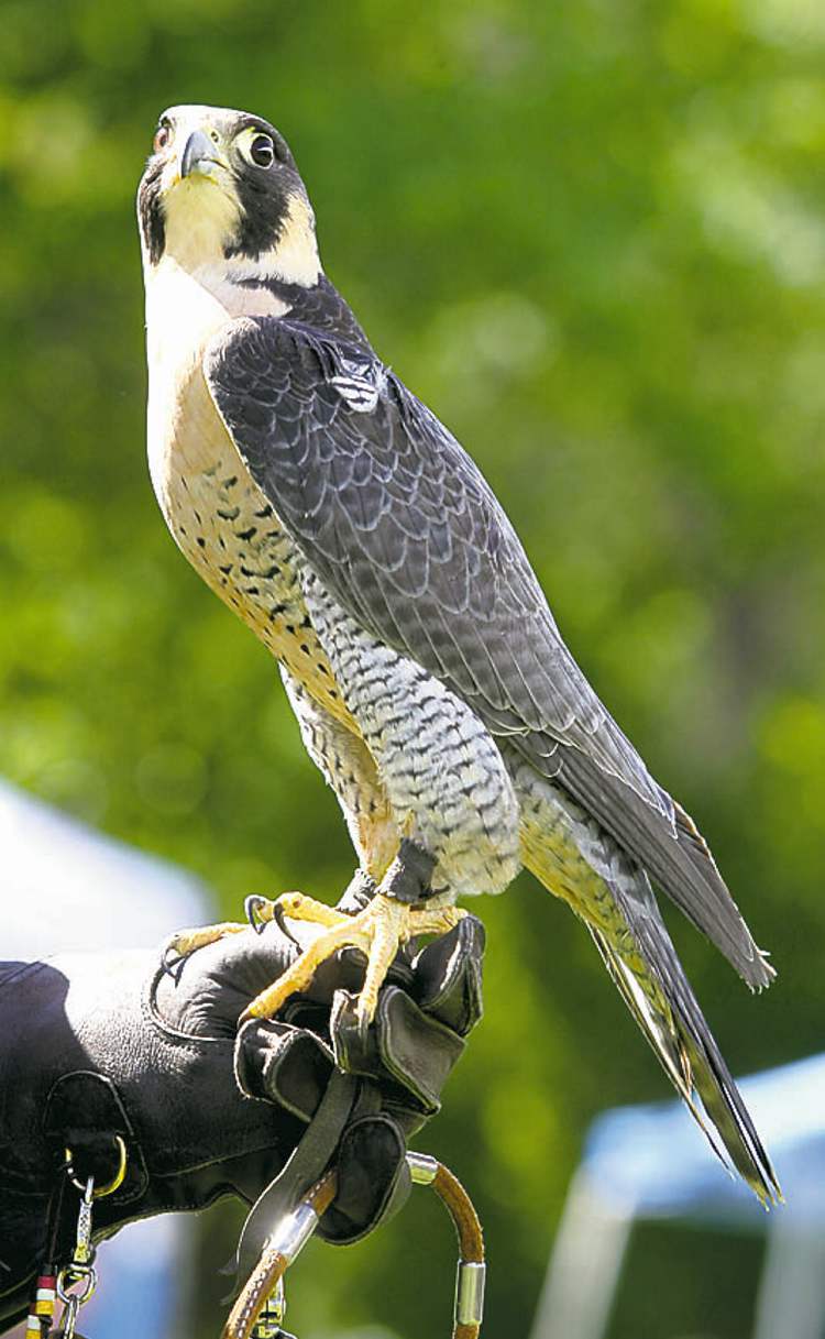 Renaissance fair draws real falcon as mascot – Winnipeg Free Press