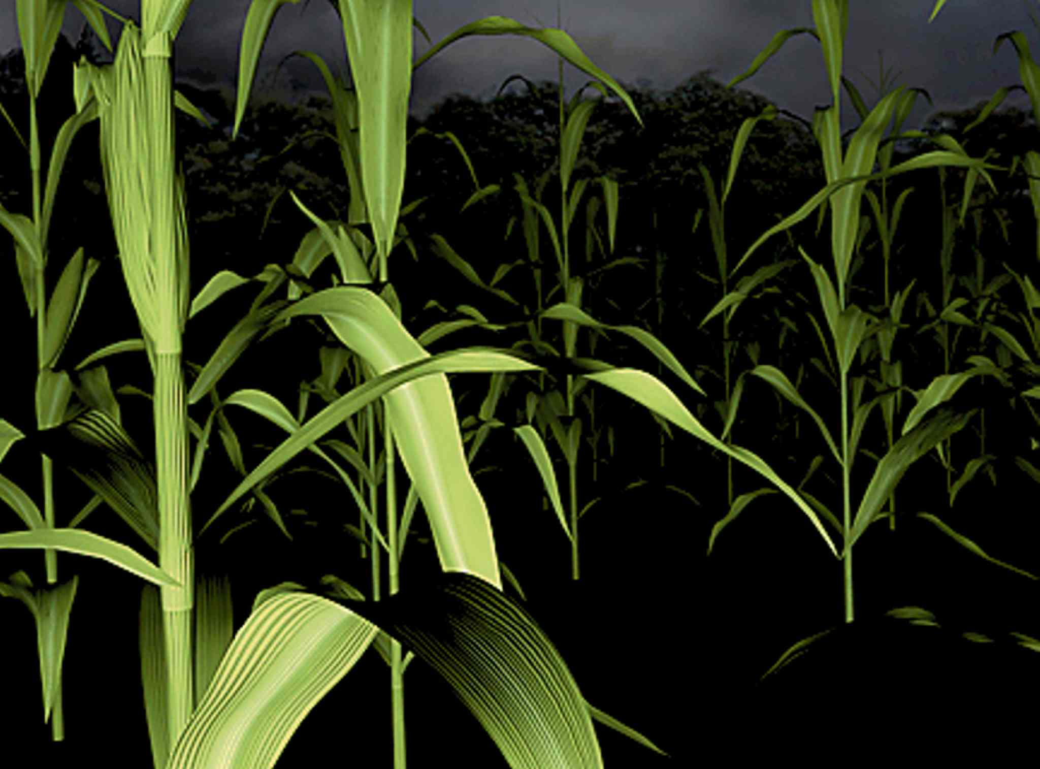 Sinister farm scenes brought to life by traditional drawings and ...