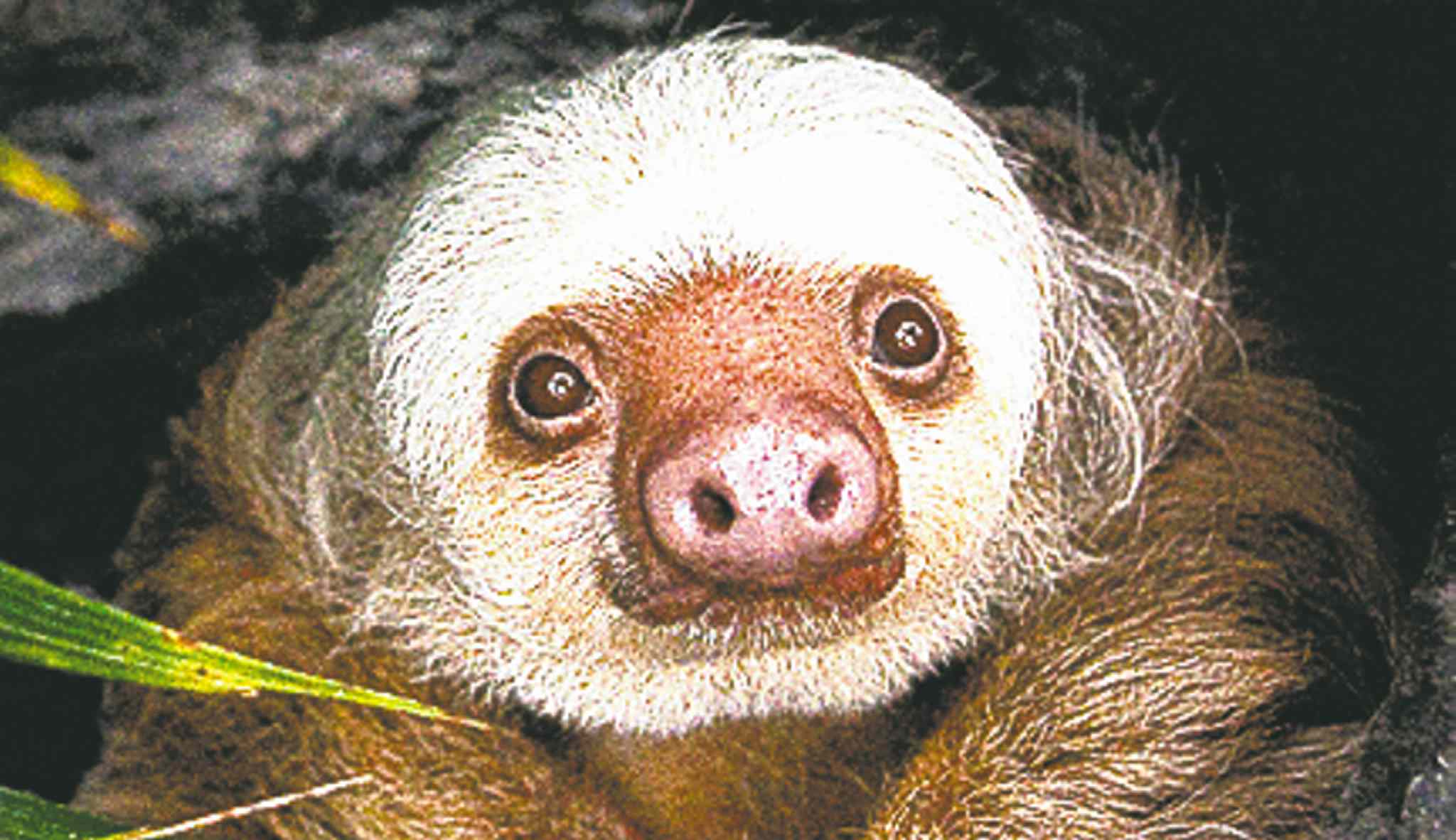 It’s a sloth’s world – Winnipeg Free Press