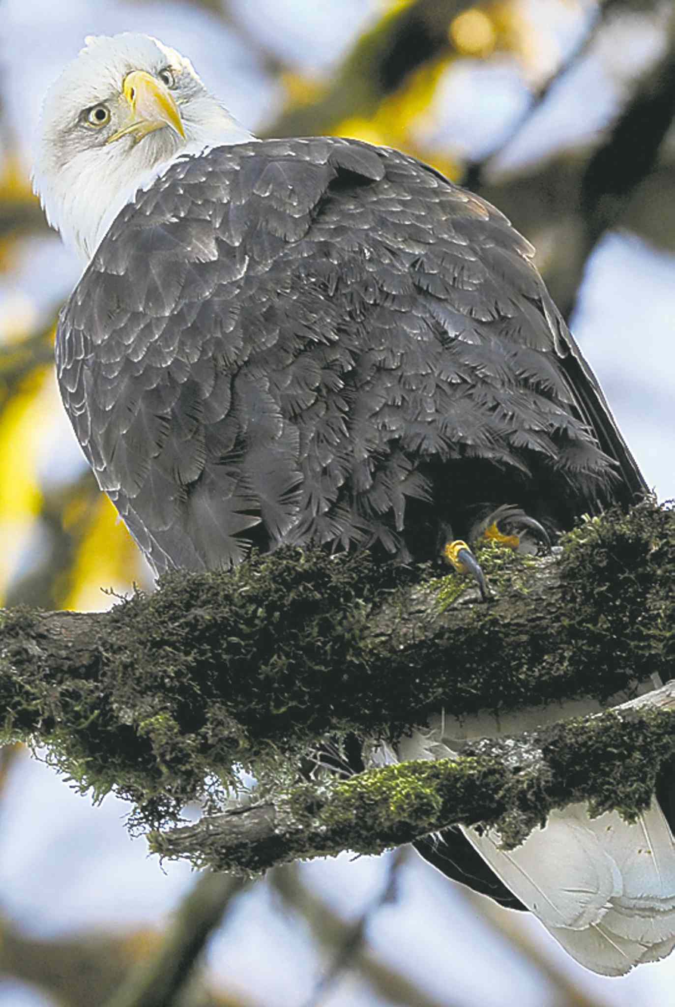 Bald eagle deaths a mystery – Winnipeg Free Press