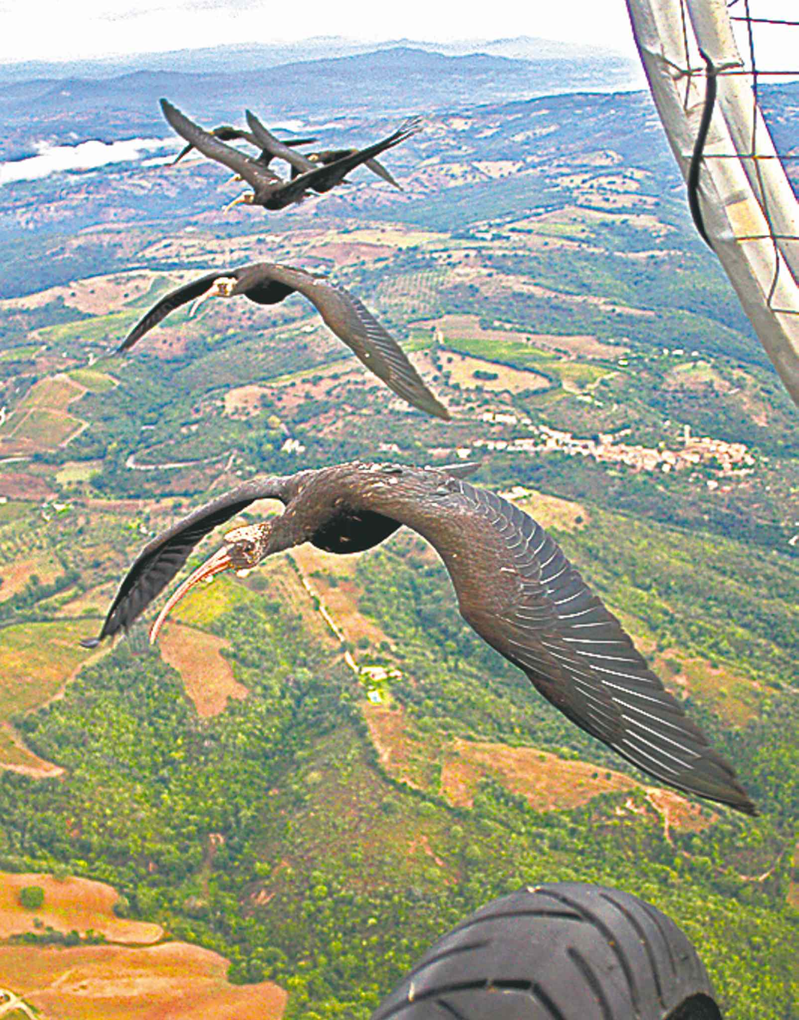 Learning the ABCs of flying in a V – Winnipeg Free Press