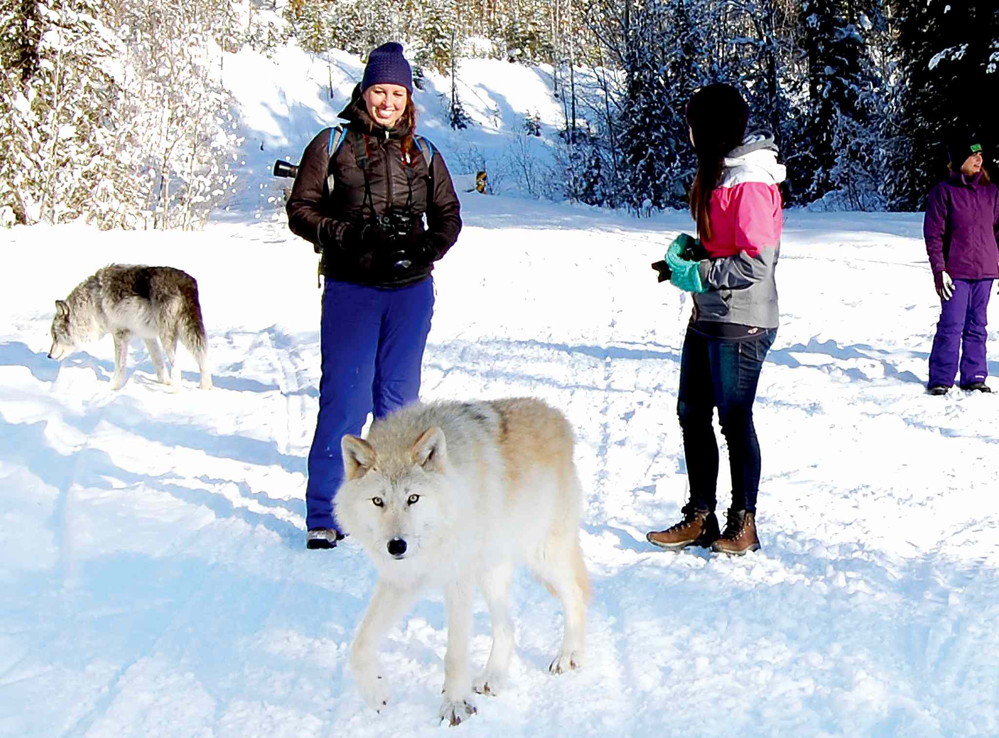 Walking with wolves – Winnipeg Free Press