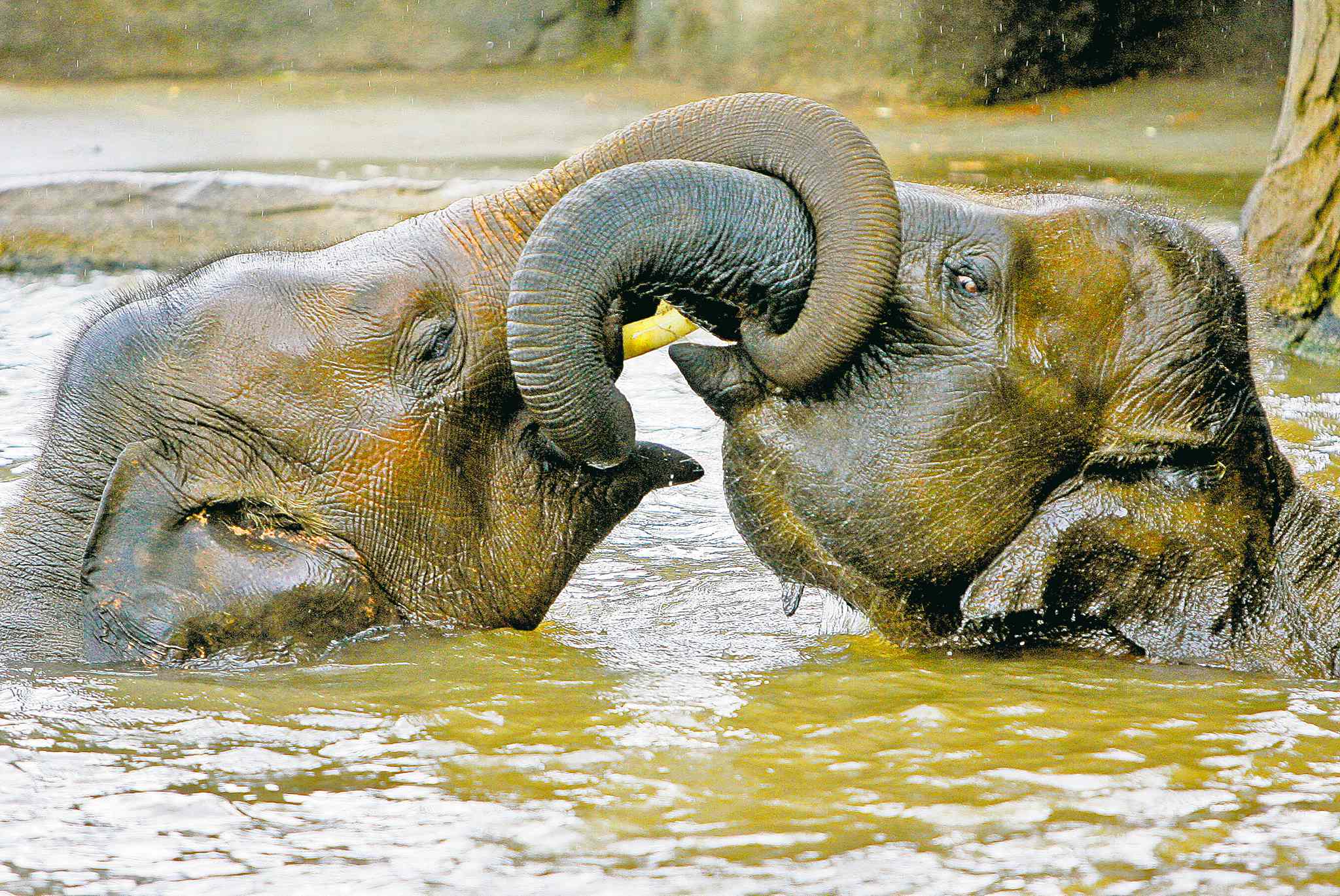 The empathetic elephant – Winnipeg Free Press