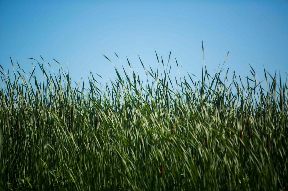 Low-water mark – Winnipeg Free Press