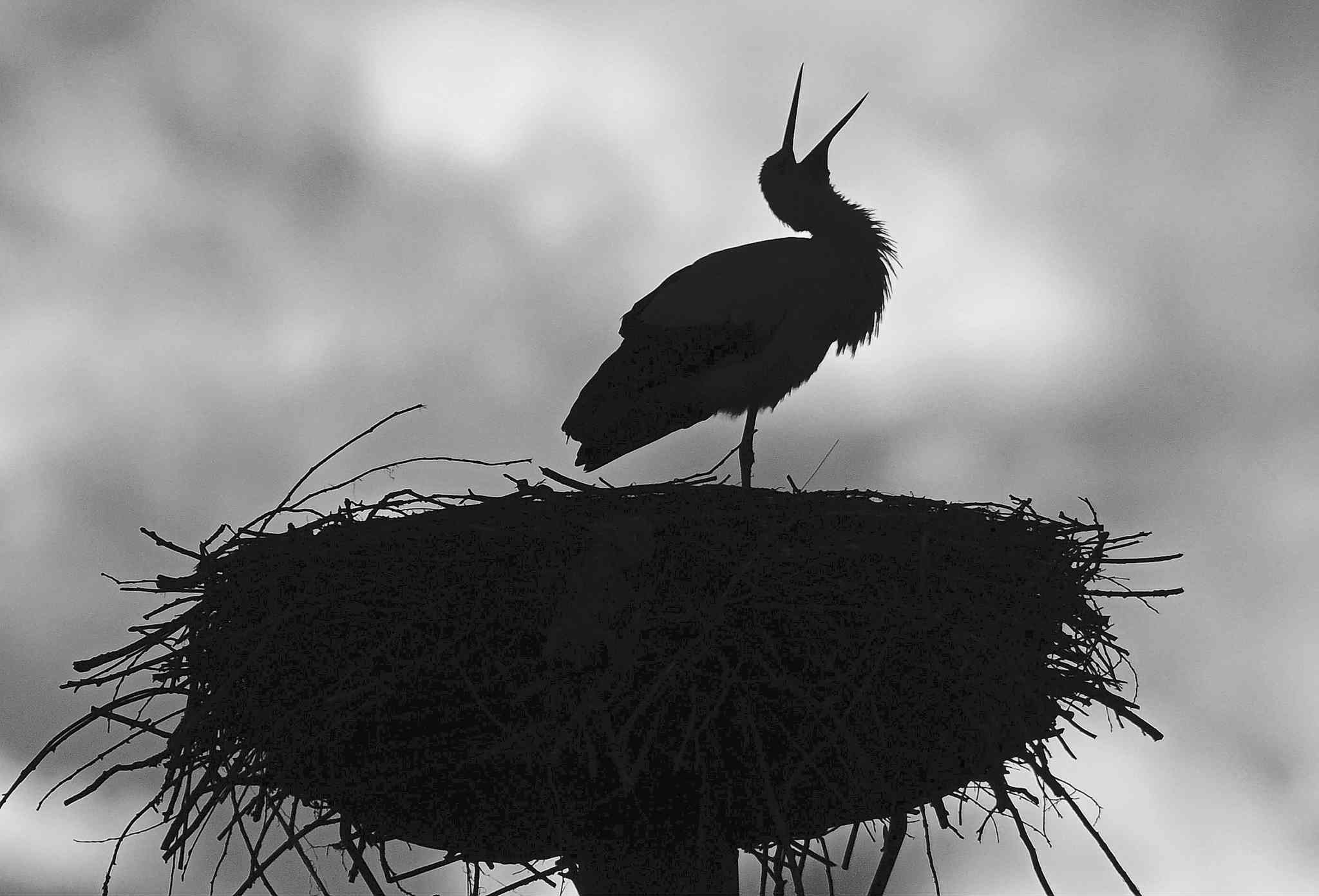 That empty (nest) feeling – Winnipeg Free Press