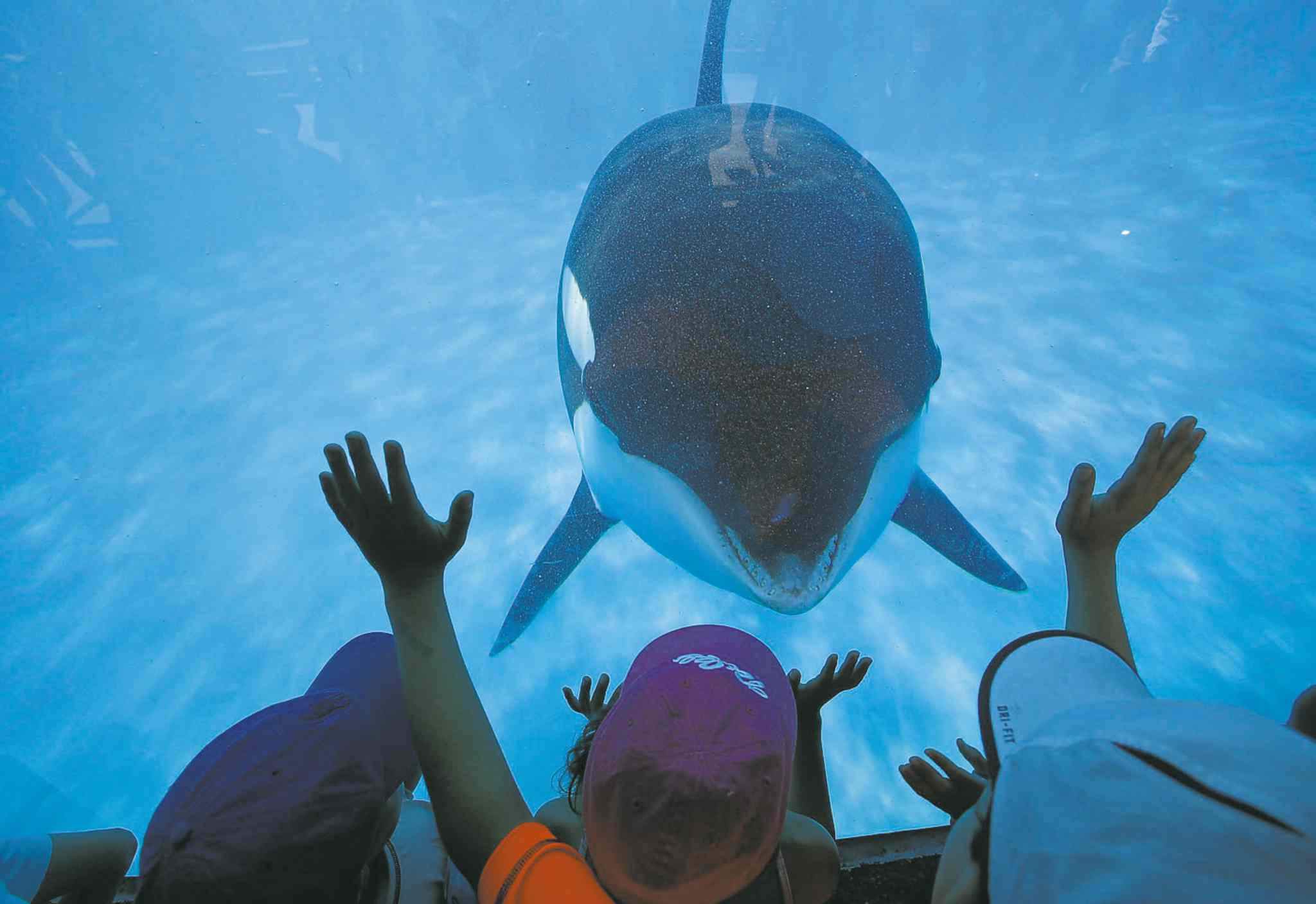 SeaWorld plans new environment for killer whales – Winnipeg Free Press