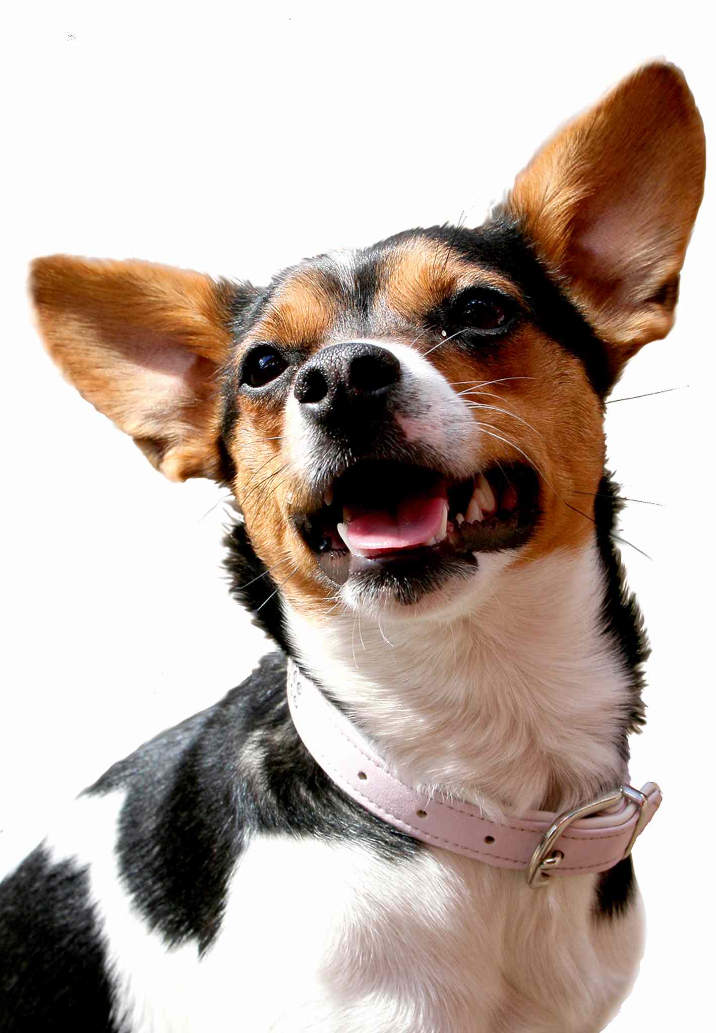 Pets with PURPOSE – Winnipeg Free Press