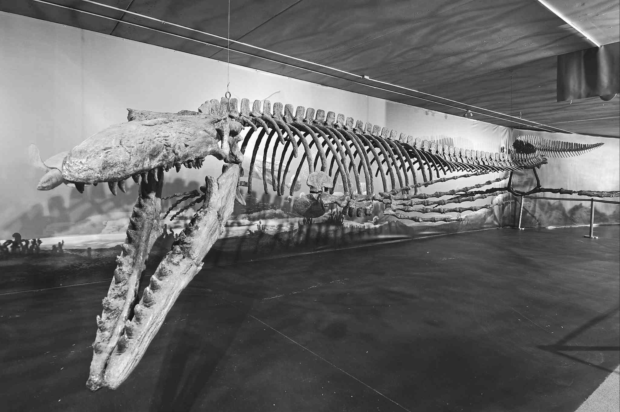 Morden mosasaur world’s largest – Winnipeg Free Press
