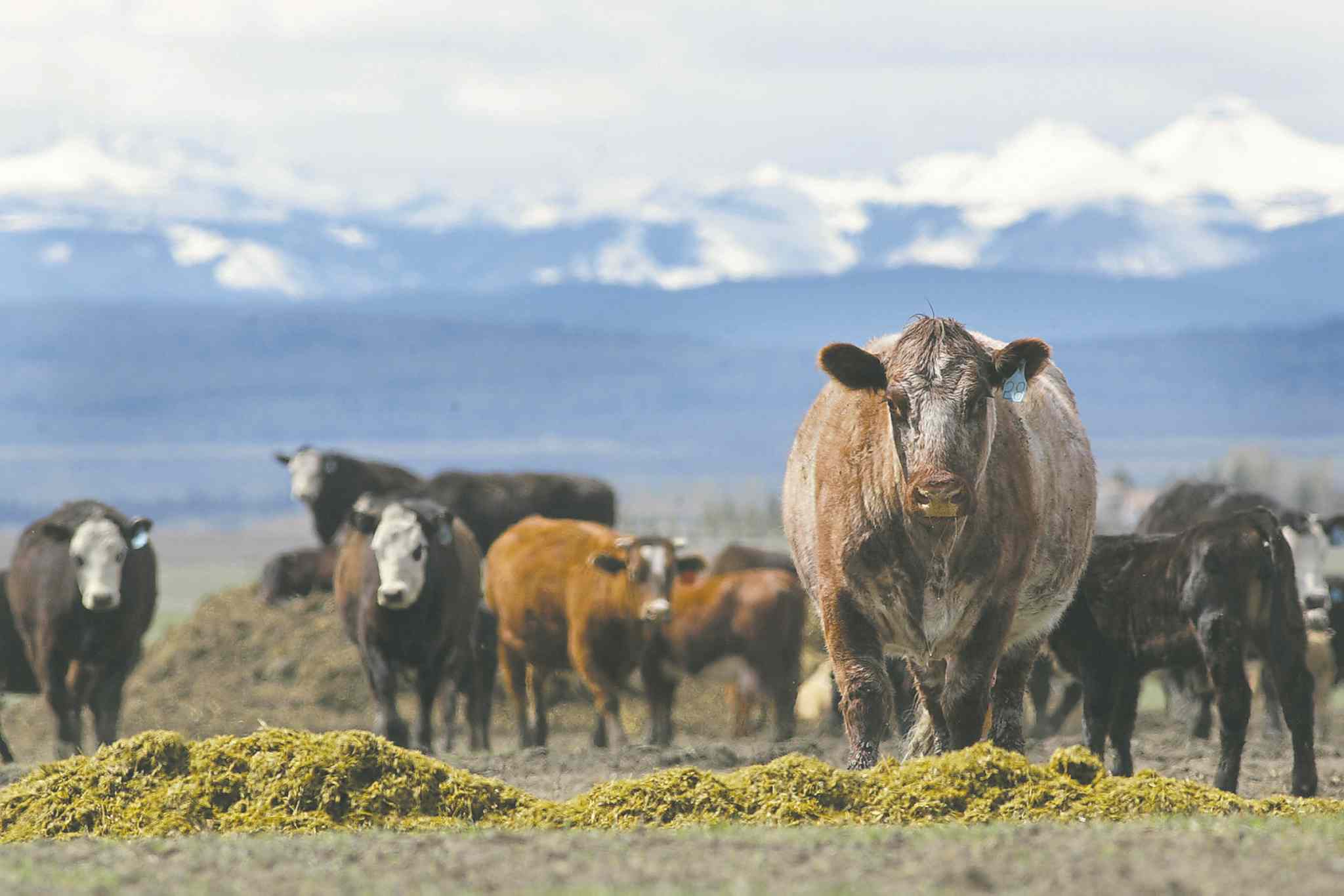 Cattle workers stampede to oilpatch – Winnipeg Free Press