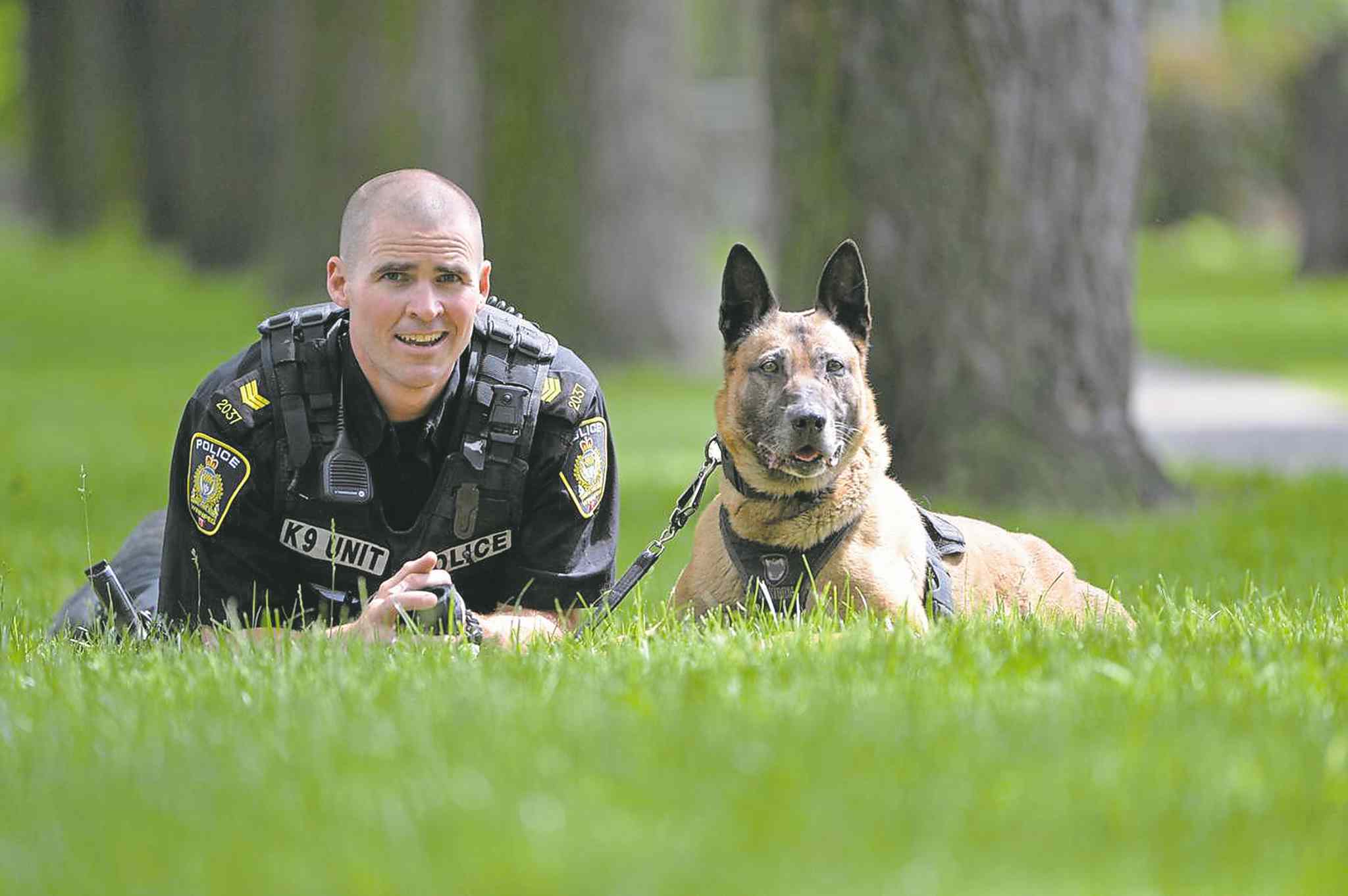 A police dog to remember – Winnipeg Free Press