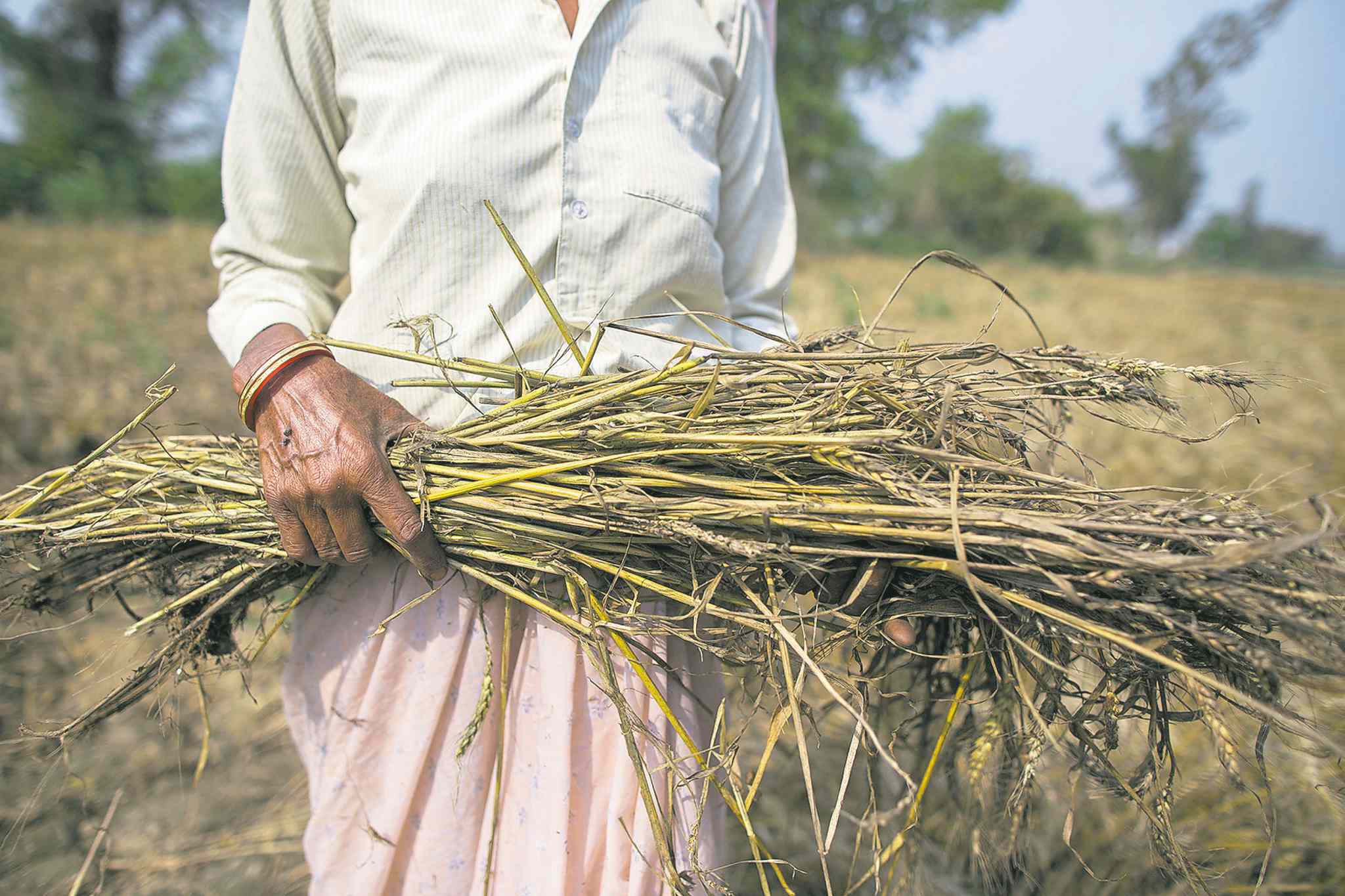 India’s wheat crops poor – Winnipeg Free Press