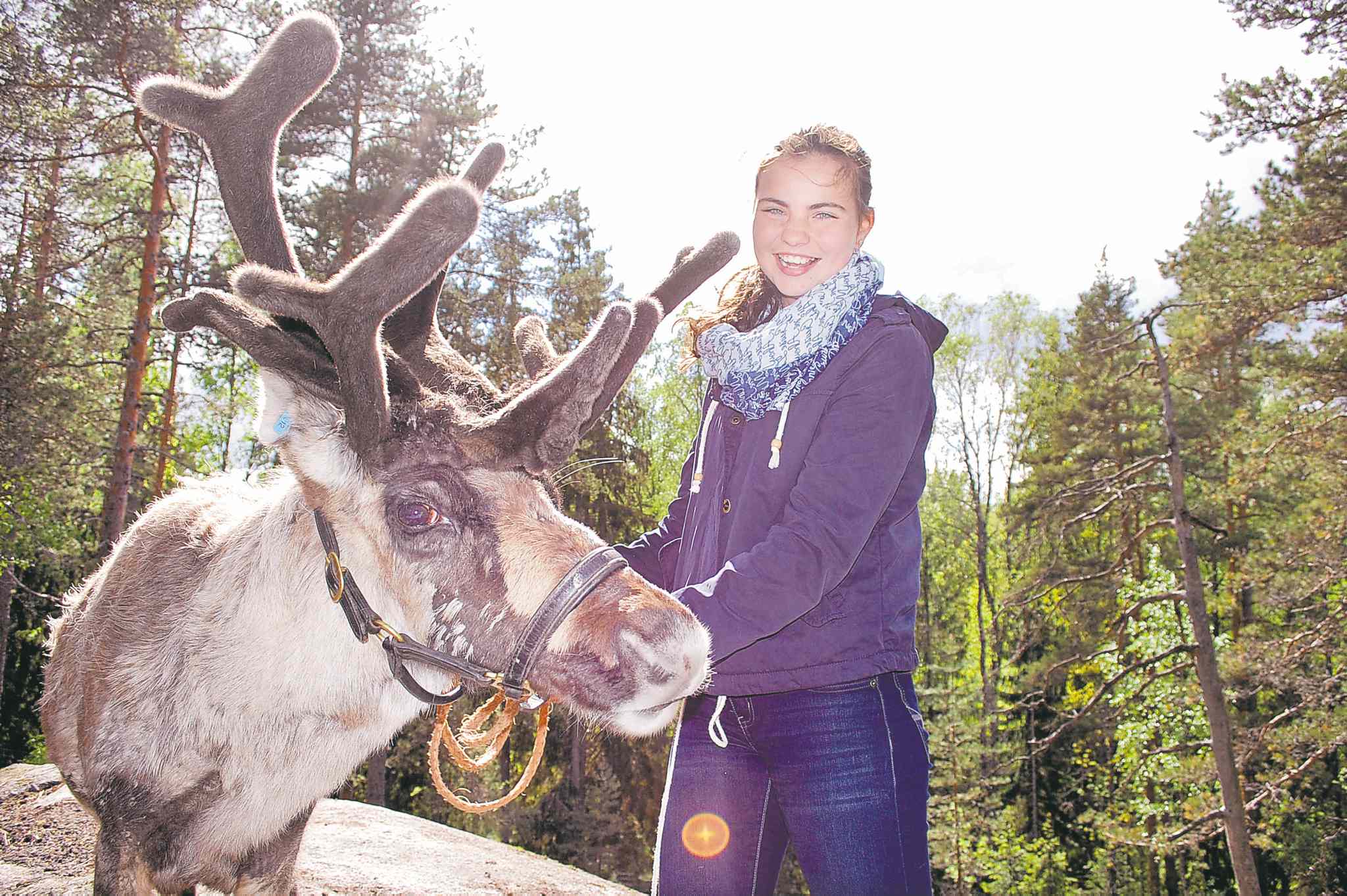 Meet Oscar the reindeer – Winnipeg Free Press