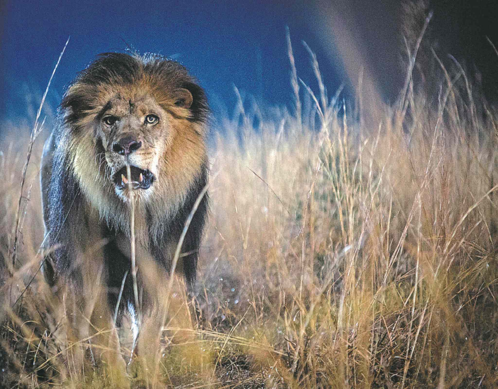 Wild premise is promising… and we ain’t lion – Winnipeg Free Press