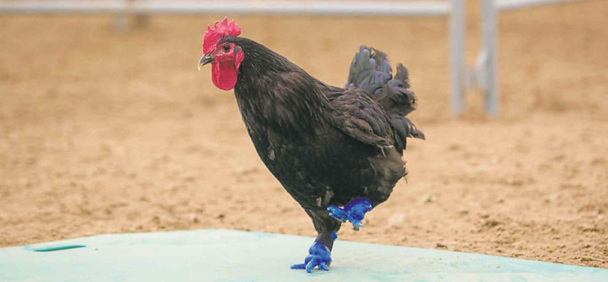 Rooster has feet once again — thanks to a 3D printer – Winnipeg Free Press