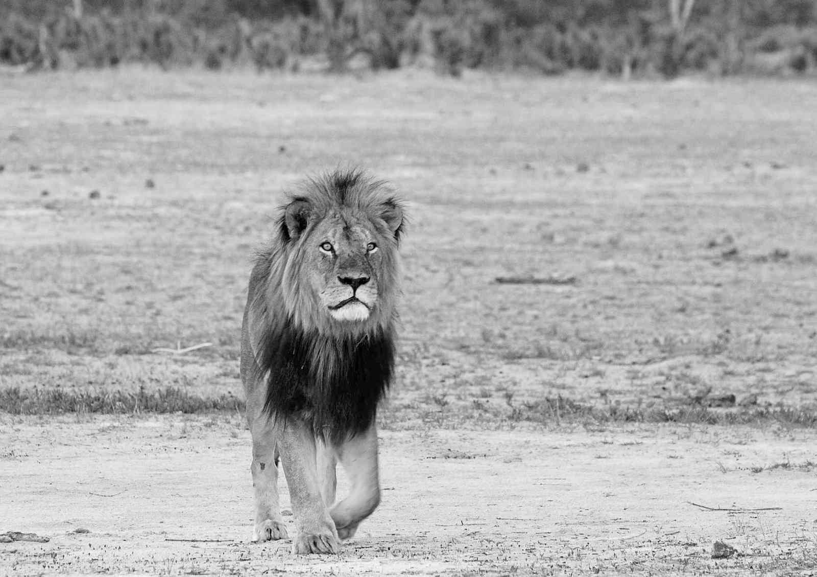 Cecil’s death sparks movement for change – Winnipeg Free Press