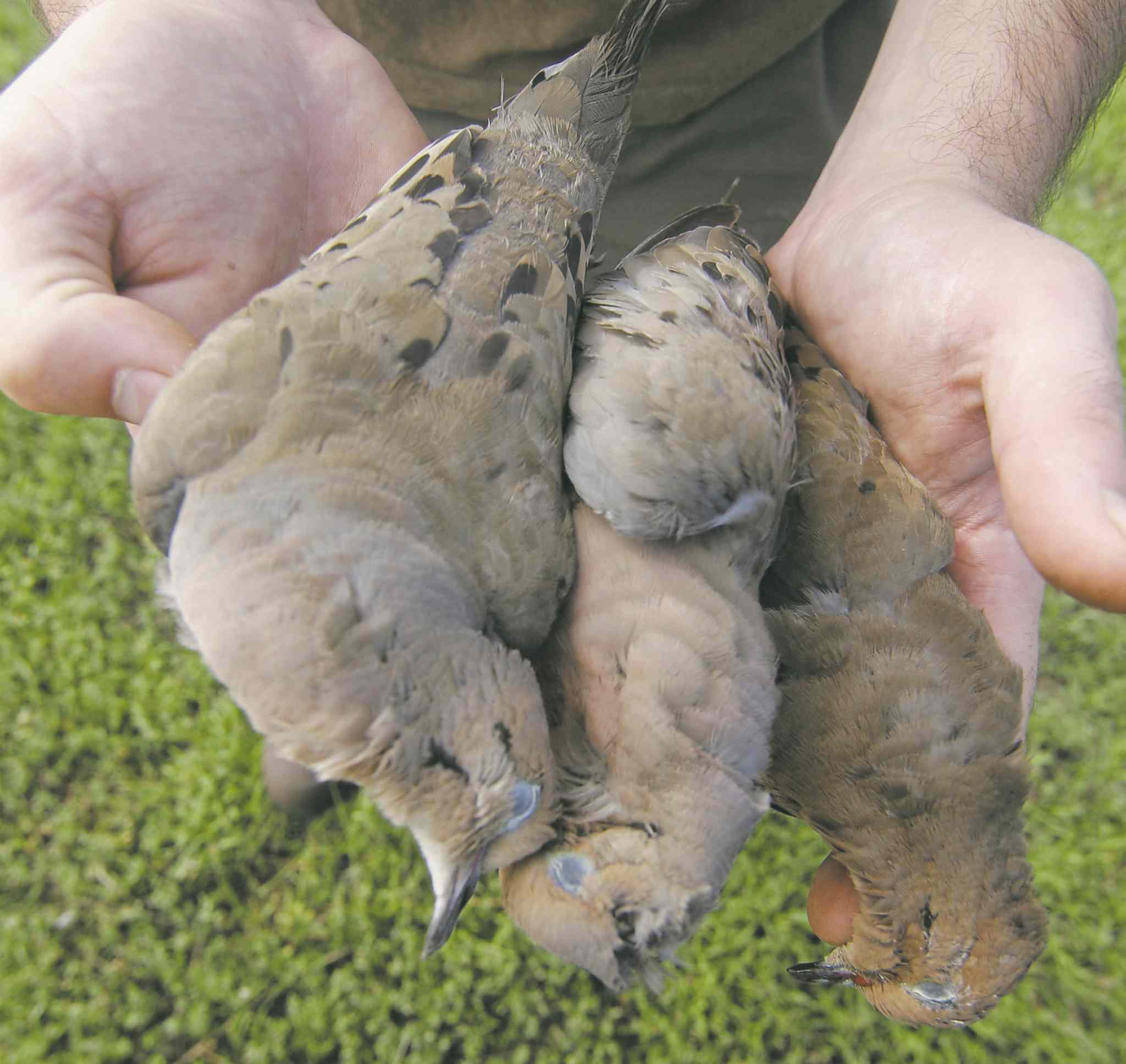 Manitoba eyes mourning dove hunt season – Winnipeg Free Press