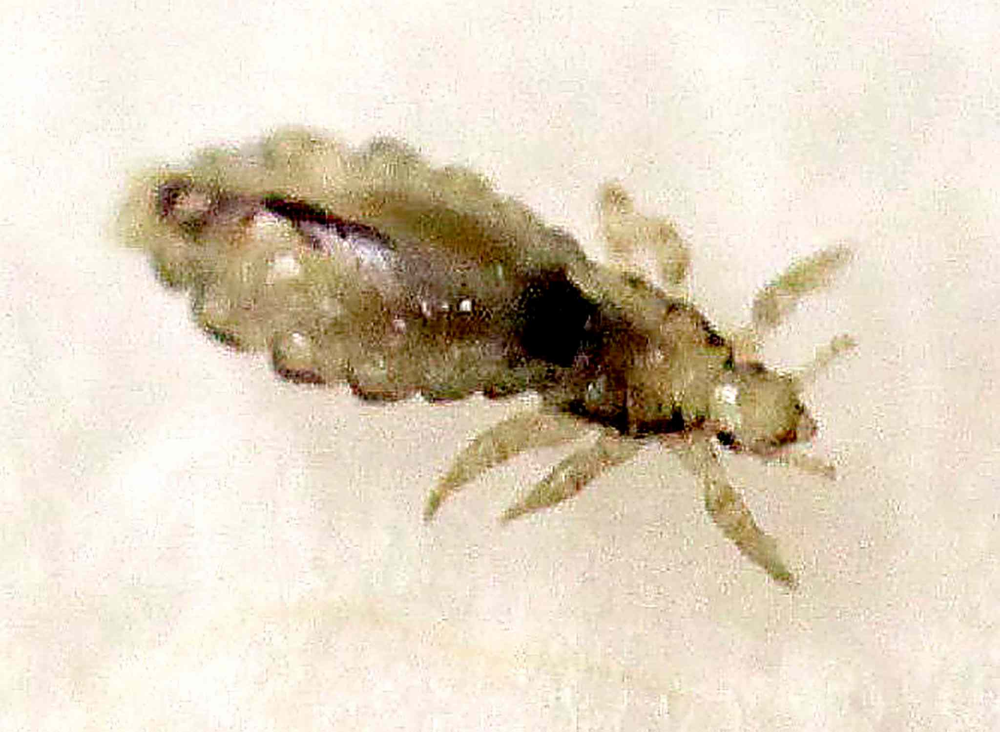 Eliminating lice easy if you follow the instructions – Winnipeg Free Press