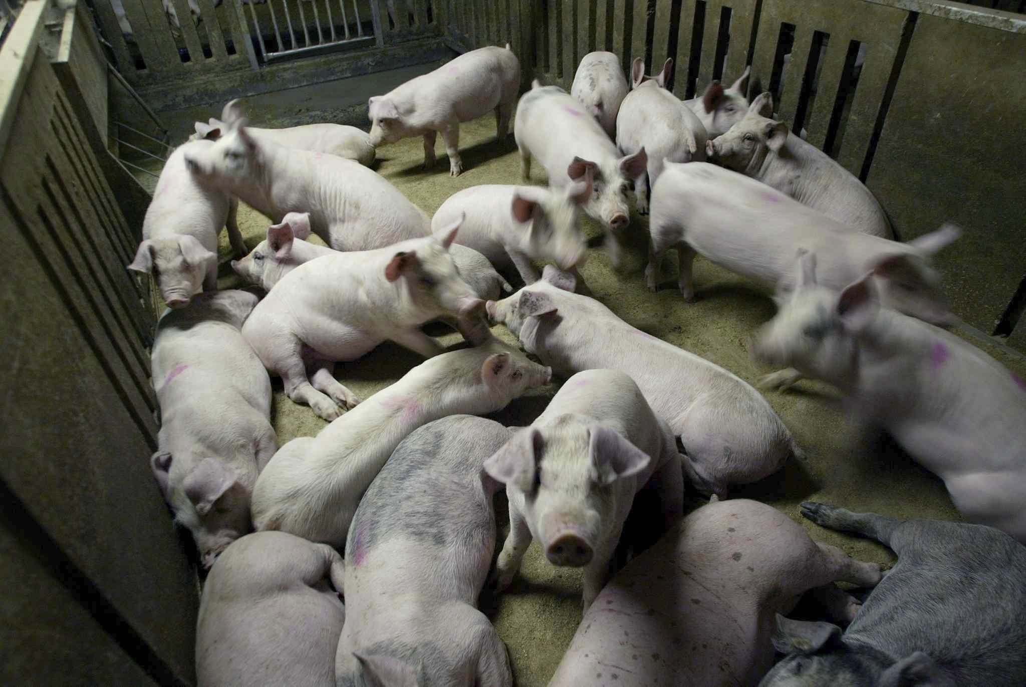 Two local farms affected by pig virus – Winnipeg Free Press
