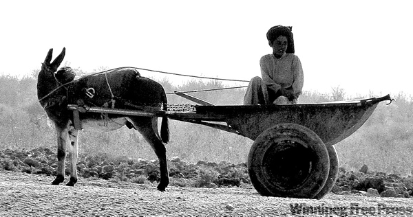 Donkeys new weapon in war – Winnipeg Free Press