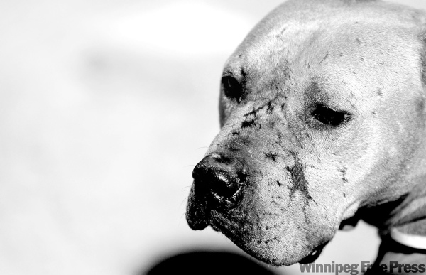 Taking the pit out of pit bull – Winnipeg Free Press