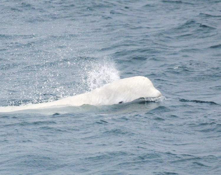 Team to study belugas’ habits – Winnipeg Free Press