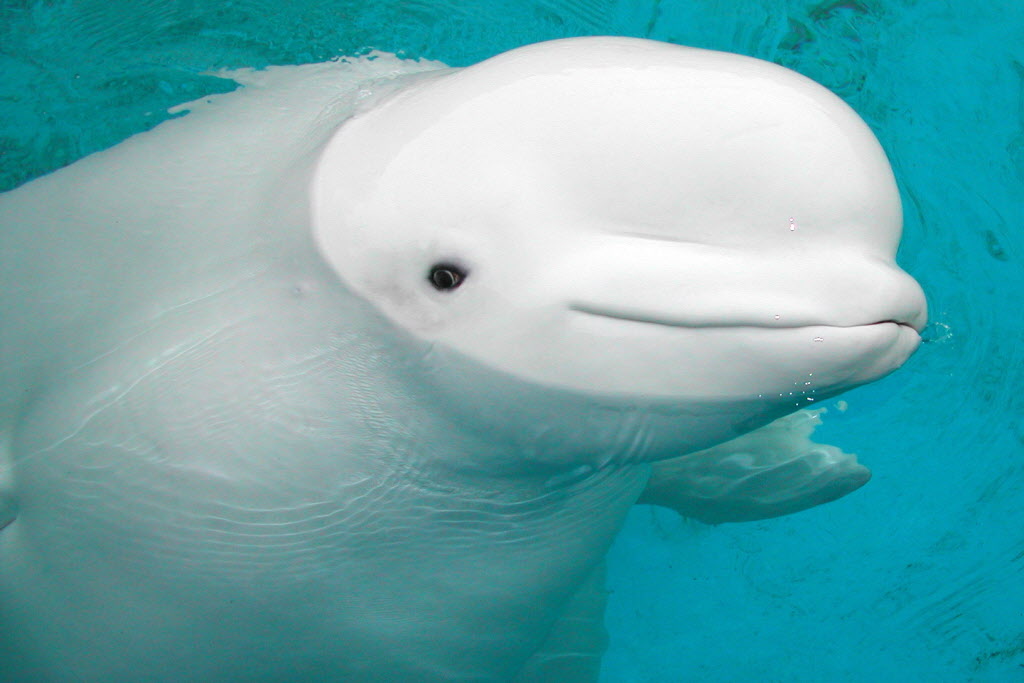Beluga skeleton coming to zoo – Winnipeg Free Press