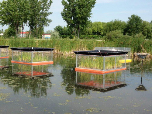 Floating cattails to lake’s rescue – Winnipeg Free Press