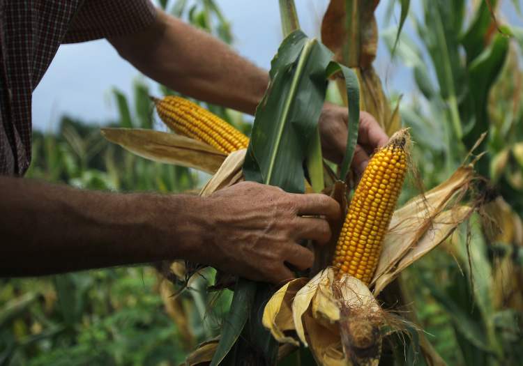 Prairie corn boom in works? – Winnipeg Free Press