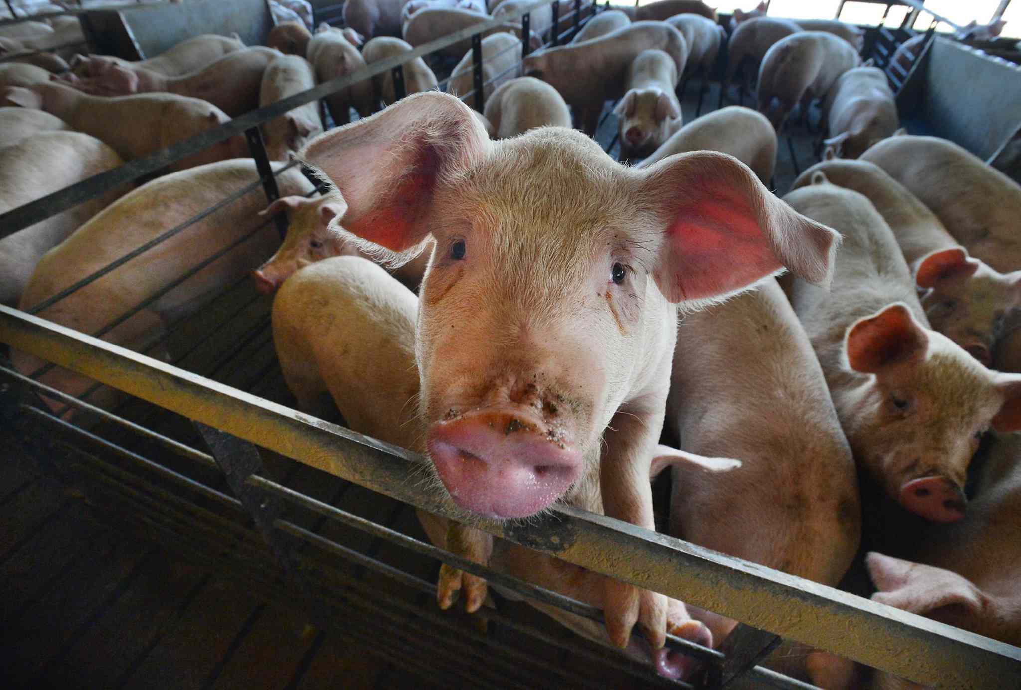 Conditions on hog-barn development – Winnipeg Free Press