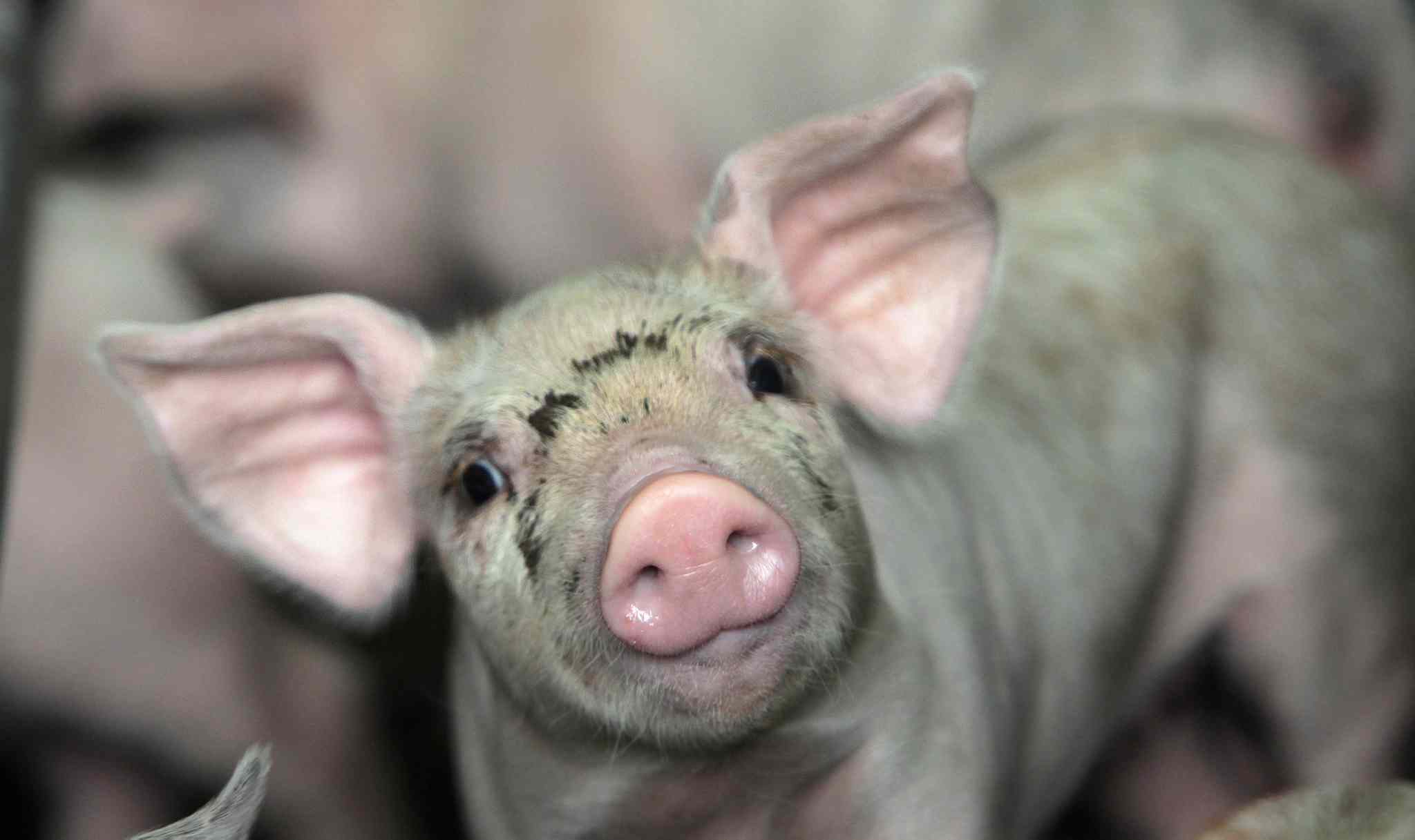 Farmer hopeful pig virus gone – Winnipeg Free Press
