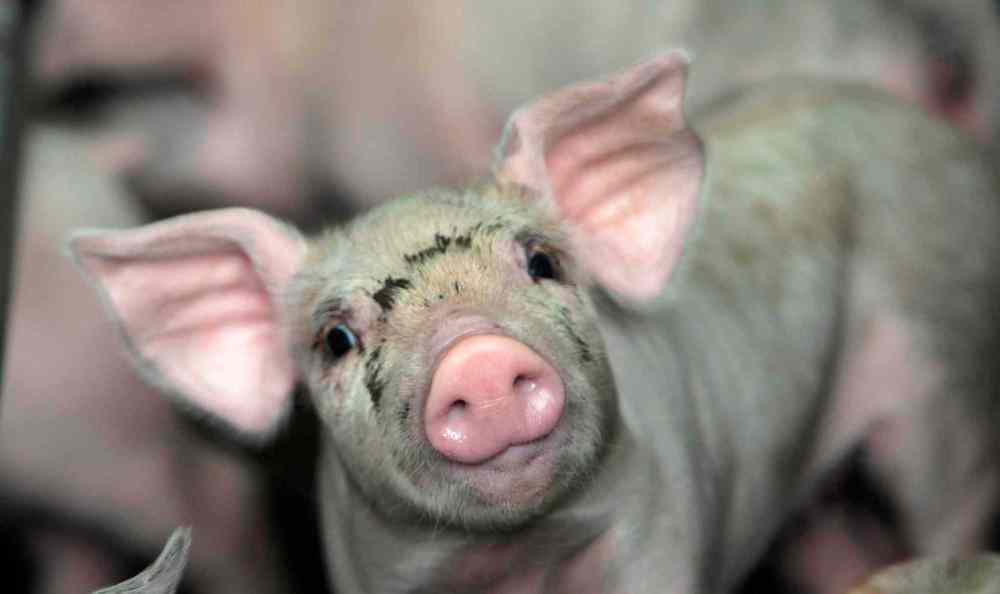 Farmer hopeful pig virus gone – Winnipeg Free Press