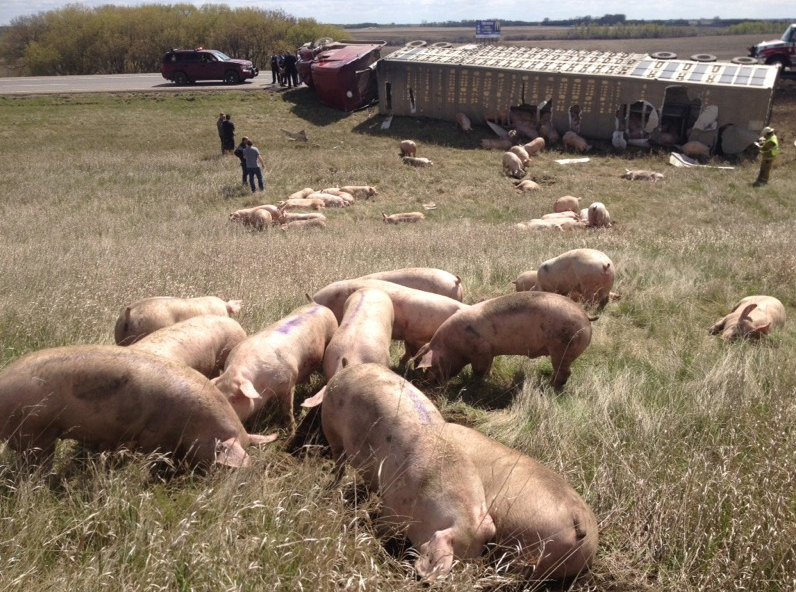 Rescuers corral pigs after semi overturns on Trans-Canada – Winnipeg ...