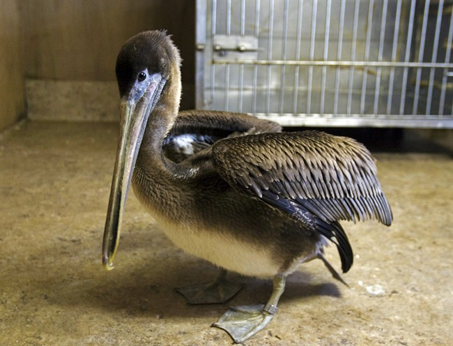 Ralph the lady pelican successful in the wild, missed by Canadian ...