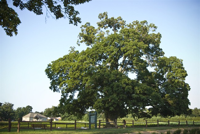 New use found for old sugar maple tree growing in Niagara Region ...