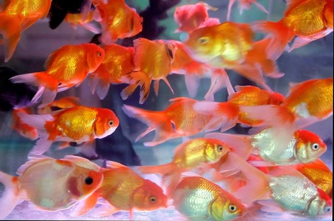 Invasive goldfish found in B.C. lake, biologists act to stop spread to ...