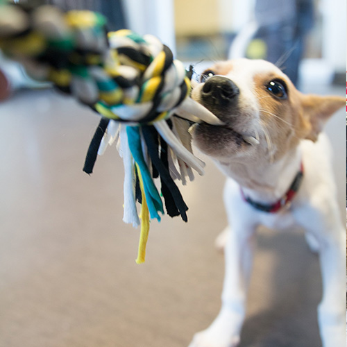 Pet project – Winnipeg Free Press