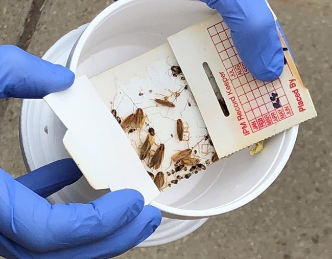 Alberta health agency closes down Chinese restaurant infested with ...