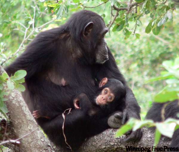 Chimps dying from AIDS-like disease – Winnipeg Free Press
