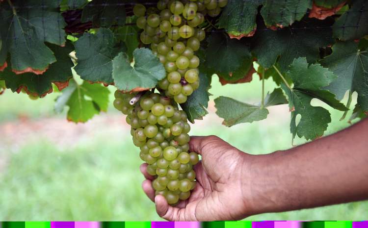 A favourite few: Too difficult to pick just one favourite grape ...