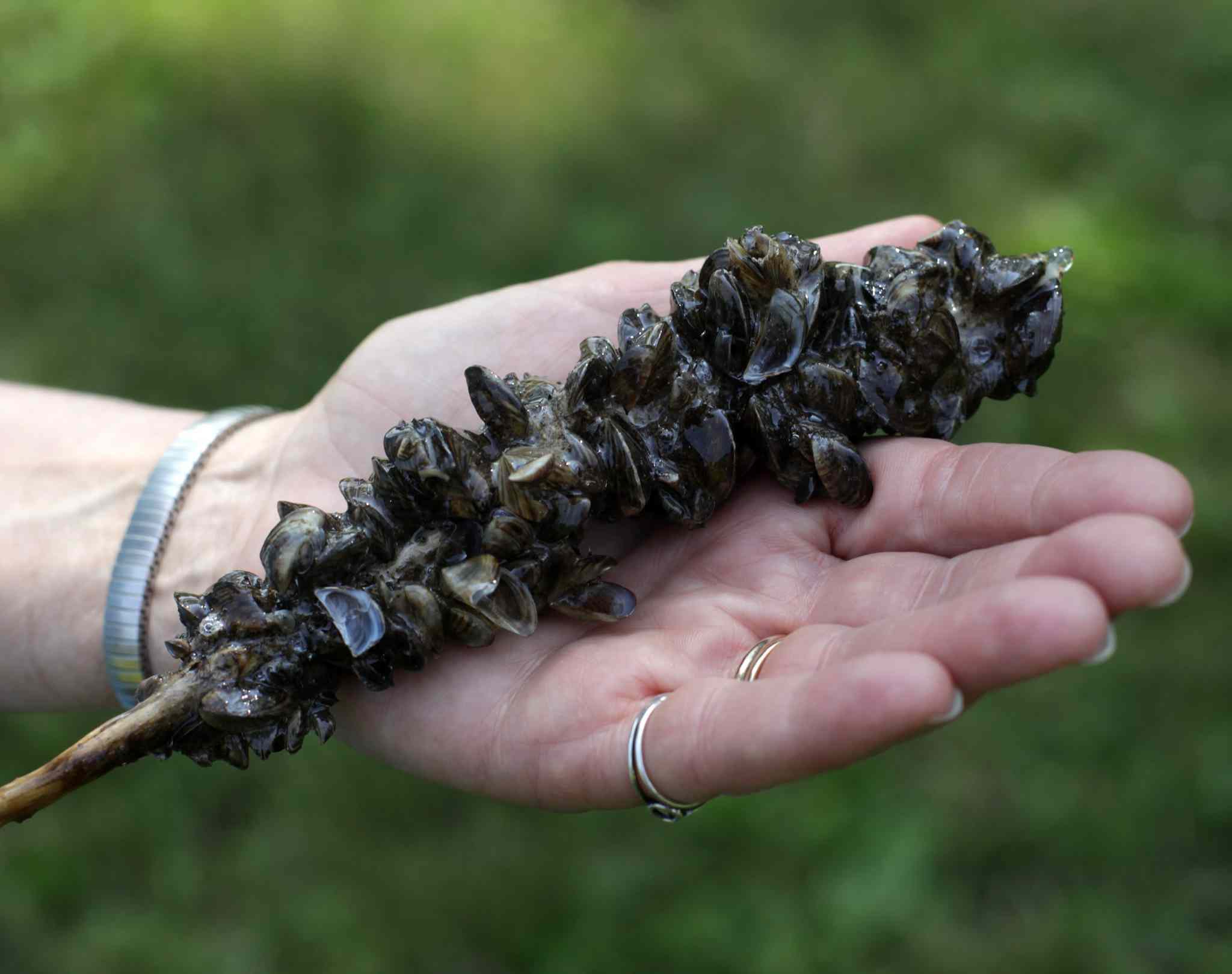 Tracking invasion of zebra mussels – Winnipeg Free Press