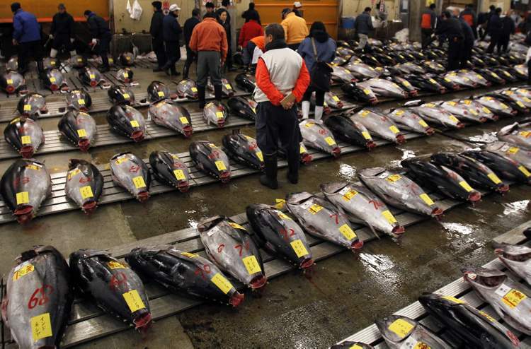 Cut overfishing or risk ban on bluefin – Winnipeg Free Press