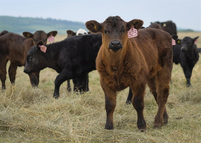 A quicklist of certification programs for ‘humane’ beef in Canada ...