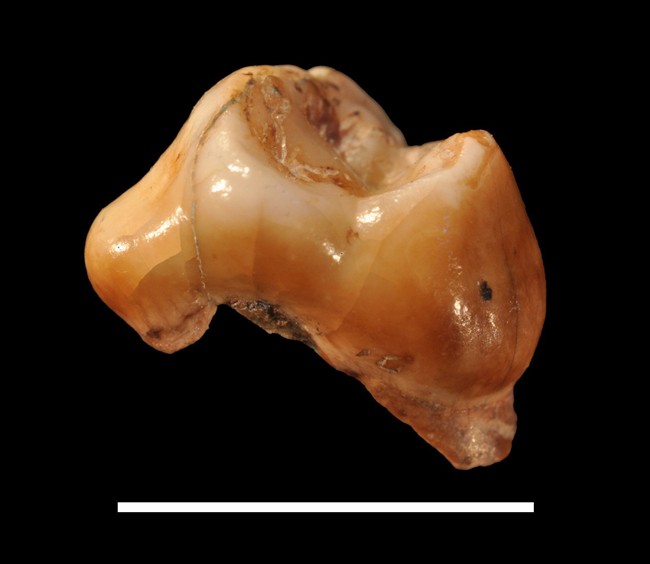 Scientists take new look at fossil teeth, jawbone; uncover oldest ...