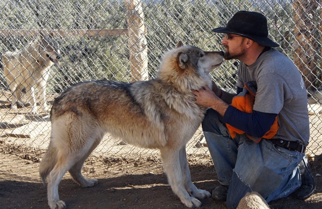 Veterans help 29 wolf-dogs overcome abuse at Calif. sanctuary ...