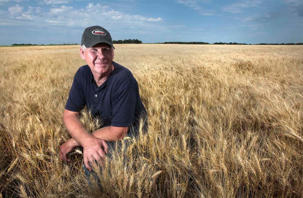 A tale of two harvests – Winnipeg Free Press