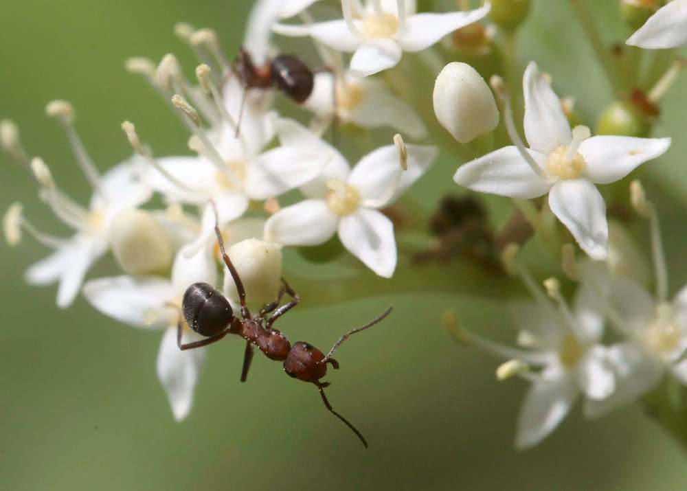 Ants have farmed for centuries: study – Winnipeg Free Press