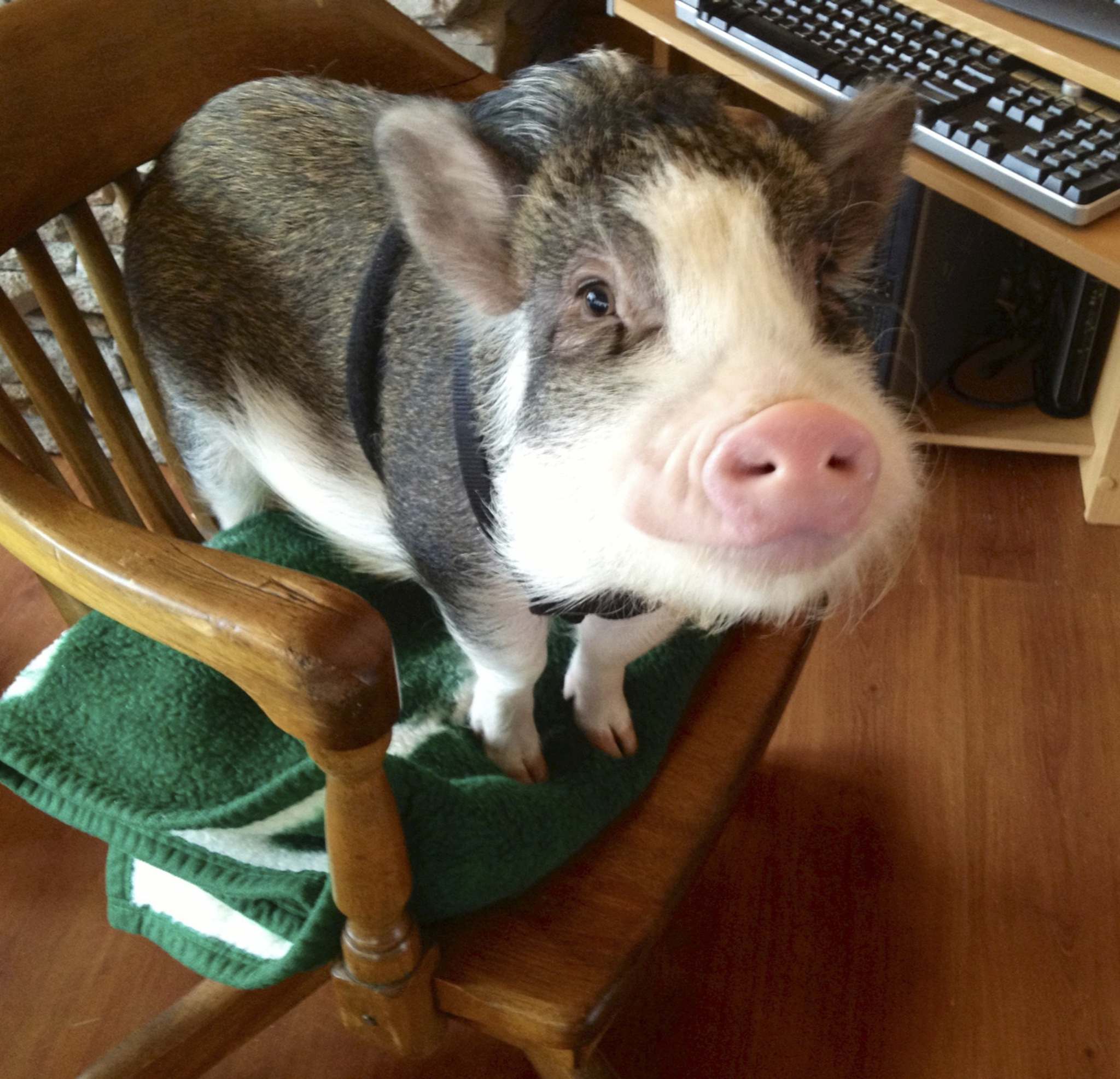 ‘Service pig’ gets temporary permit to stay in city – Winnipeg Free Press
