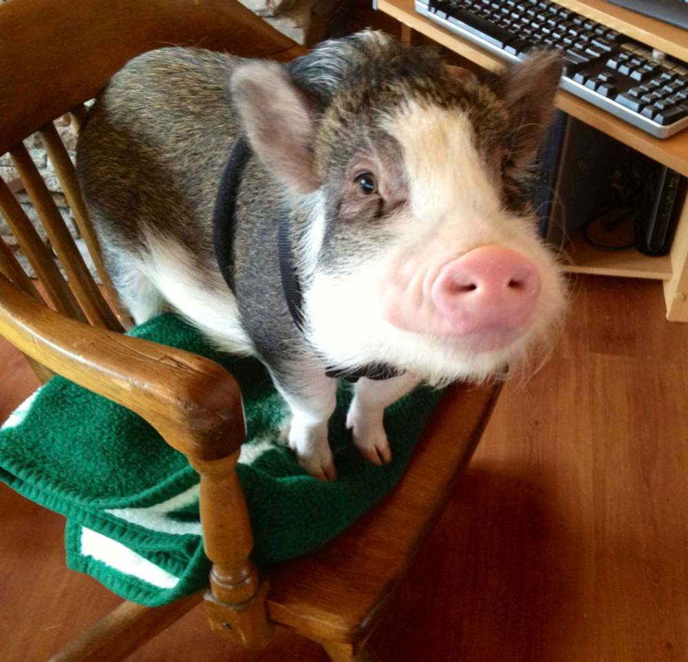 ‘Service pig’ gets temporary permit to stay in city – Winnipeg Free Press