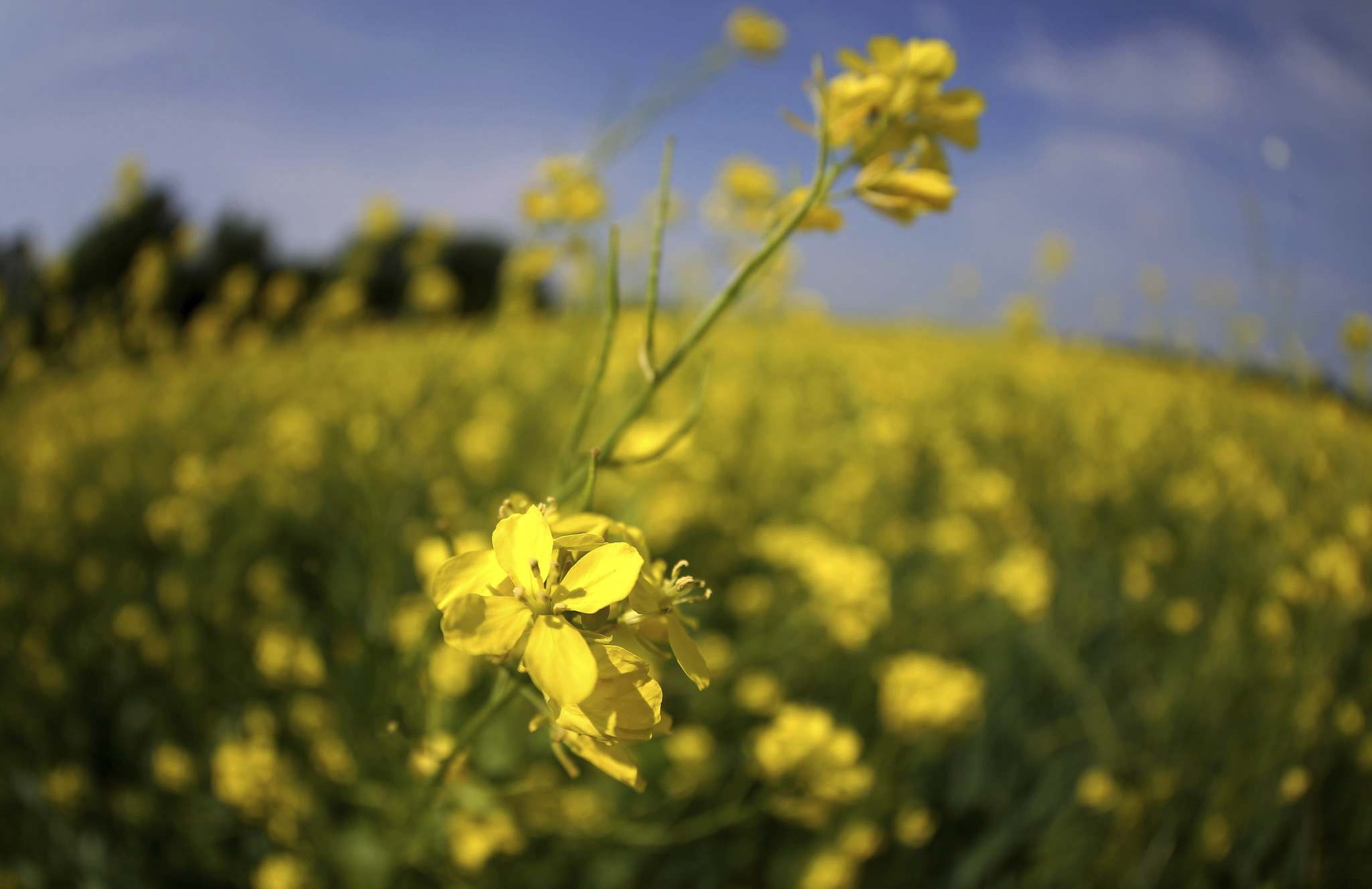 The cream of the crop, with a little help – Winnipeg Free Press