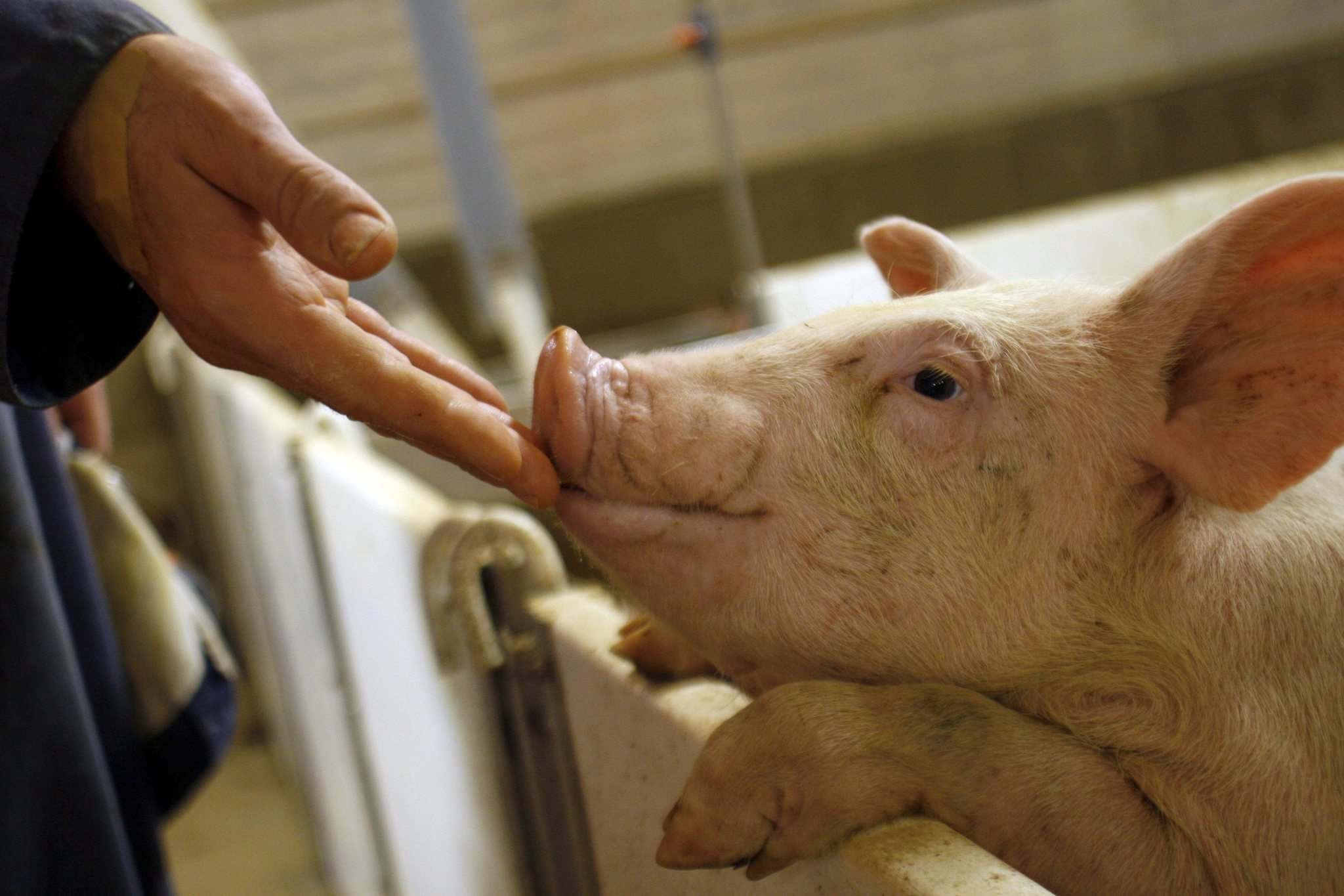 Data suggesting hog population explosion misleading, pork industry says ...